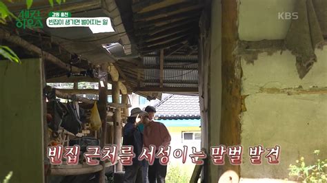 멀쩡한 집들 뒤편에 위치한 허름한 집 한 채 빈집 처마 밑을 점령한 말벌들 세컨 하우스 Kbs 221103 방송 Youtube