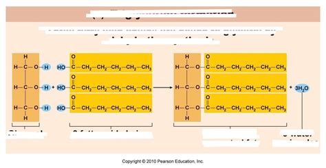Triglyceride Formation Diagram Quizlet