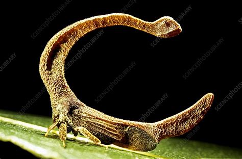 Treehopper Stock Image C006 8082 Science Photo Library