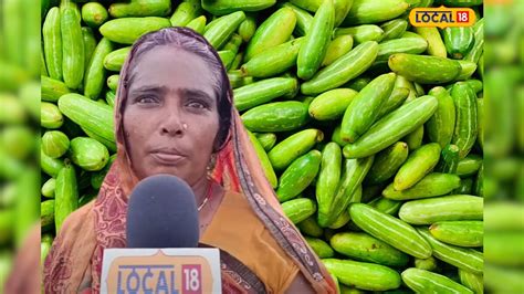 Tindora Farming ತೊಂಡೆಕಾಯಿ ಬೆಳೆದು ಶ್ರೀಮಂತಳಾದ ಮಹಿಳೆ ತಿಂಗಳೊಂದಕ್ಕೆ 90 ಸಾವಿರ ಆದಾಯ