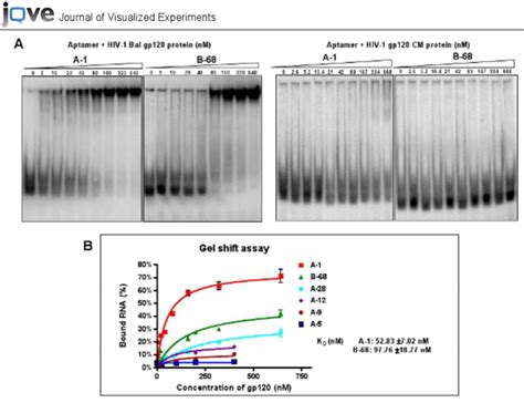 Binding Activity Assay Of Selected Individual Aptamers Against Hiv 1 Download Scientific