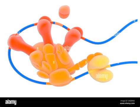 Dna Transcription Illustration Of The Process Of Transcription Of Deoxyribonucleic Acid Dna