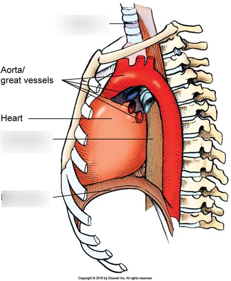 Mediastinum Test 4 Diagram Quizlet