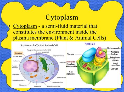 Chapter 7 Cellular Structure And Function Ppt Download