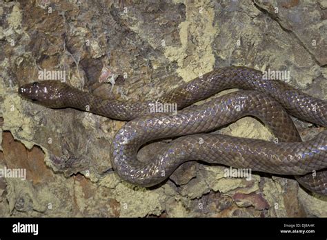 Common Wolf Snake Lycodon Aulicus Non Venomous Common Indian Wolf