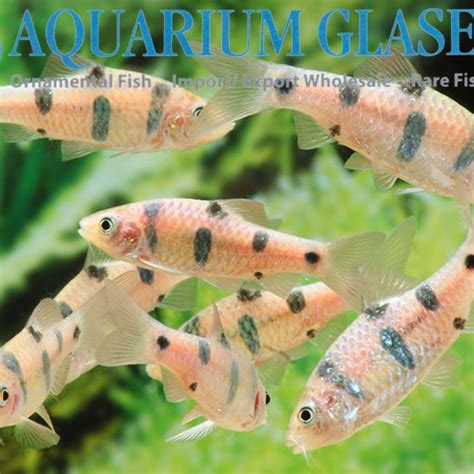Barbodes Dunckeri Barbus Everetti Aquarium Glaser Gmbh