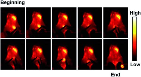 Nir Ii Fluorescence Imaging Of Tumors A Nir Ii Fluorescence Images Download Scientific