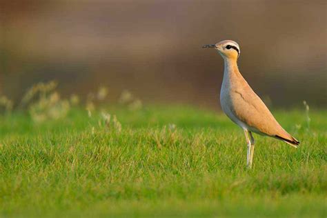 Umer Farooq Insearchpk