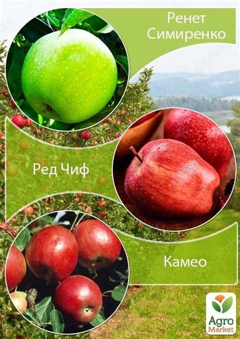 Ексклюзив Дерево сад Яблуня Ренет Симиренка Ред Чіф Камео купити поштою в Одесі Києві