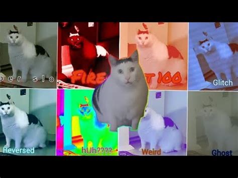 The Huh Cat Meme 17 Funny Sound Variations Compilation Huh Cat