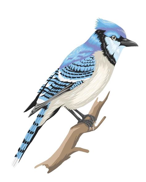 Realistic Colorful Bird Isolated On White 2197762 Vector Art At Vecteezy