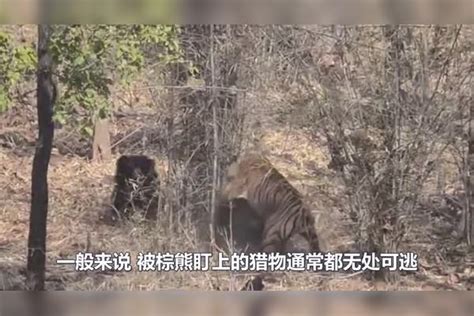 山羊母子为躲避棕熊，情急之下竟来到陡峭的悬崖上，结果怎样了