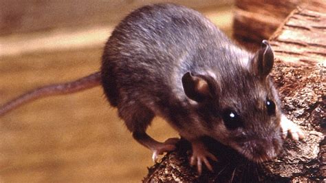Tips To Avoid Deadly Hantavirus Spot Symptoms Cbc News