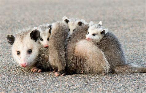 Opossum Classification