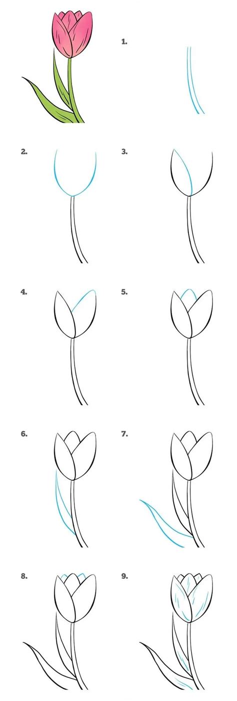 Как Нарисовать Букет Тюльпанов Поэтапно 49 Фото