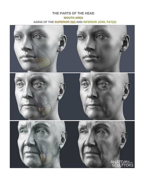 Artstation Jowl Fat Aging Anatomy For Sculptors Human Anatomy