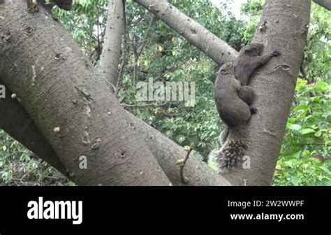 K Pallas S Squirrel Have Sex In The Tree Of The Daan Park Forest Taipei City Dan Stock Video