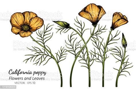오렌지 캘리포니아 양귀비 꽃과 흰색 배경에 라인 아트와 잎 그리기 그림입니다 황금양귀비에 대한 스톡 벡터 아트 및 기타 이미지 황금양귀비 일러스트레이션 꽃 꽃의 구조