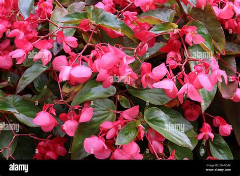 Begonia ‘dragon Wing Pink Angelwing Begonia Round Deep Pink Flowers