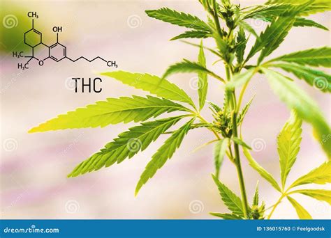 Tetrahydrocannabinol And Chemical Formula Structural Model Of Thc