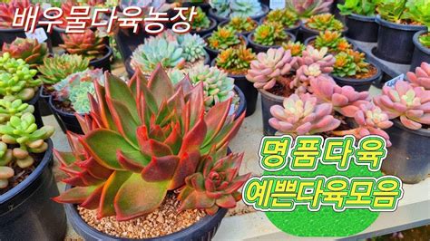 927명품다육 ~예쁜다육 Youtube