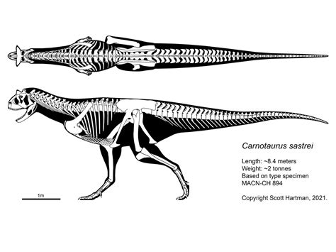 Theropod Skeletal Reconstructionsdr Scott Hartmans Skeletal