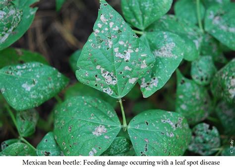 Bean Pests Vegetable And Fruit Insect Pest Management