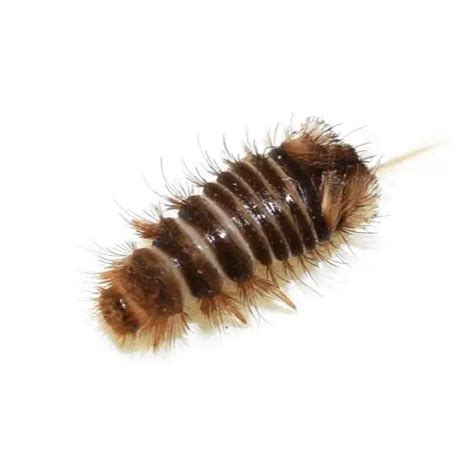 Varied Carpet Beetle Larvae