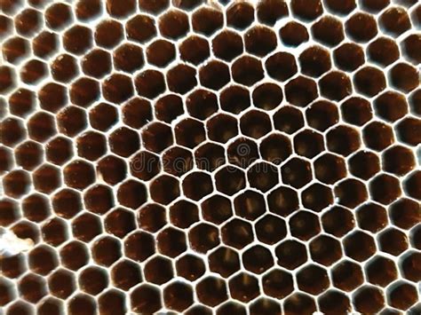 Hexagonal Cells Of A Beehive Honeycomb Macro Shot Stock Image Image Of Hexagonal Empty