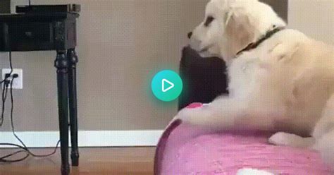 Bandit Learning That Hes Not A Cat  On Imgur