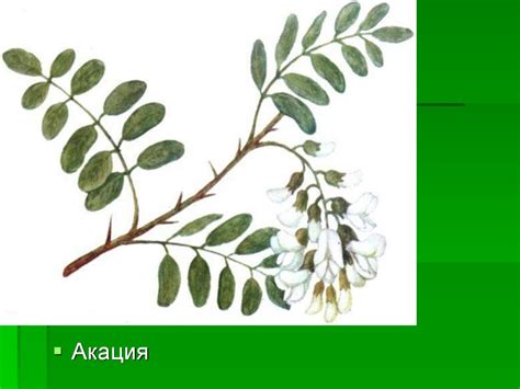 Простые и сложные листья презентация онлайн