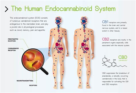 Understanding The Endocannabinoid System Solstrain Budsy
