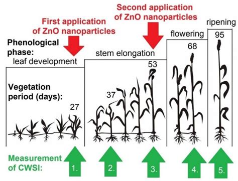 Figure 1 From Effect Of Foliar Spray Application Of Zinc Oxide