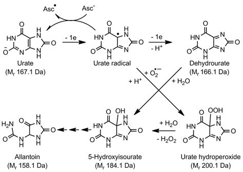 Oxidation Of Urate To Electrophiles And Their Break Down To Allantoin