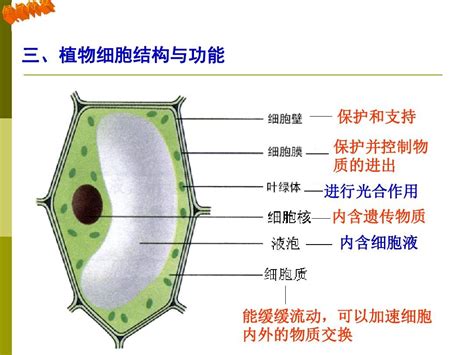 第二节 观察植物细胞【二一】word文档在线阅读与下载无忧文档