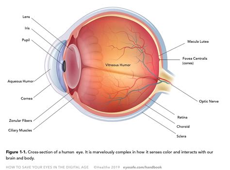 Eye Model Labeled Fovea Centralis