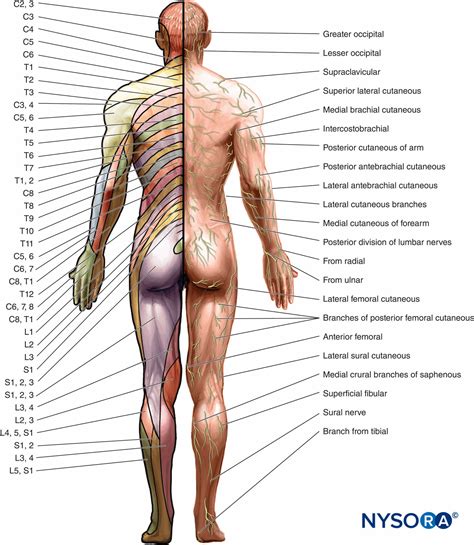 Athlete Forearm Fractures Types Classifications Illnesshacker