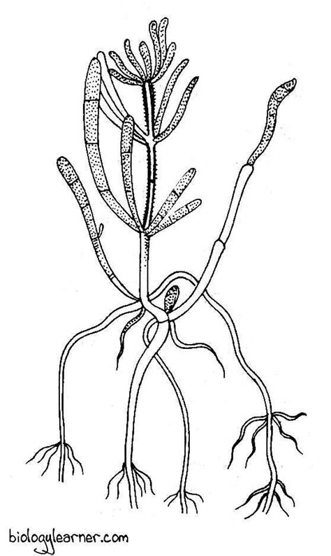 Chara Features Occurrence Structure Reproduction