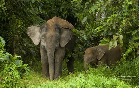 Borneo Pygmy Elephant Elephas Maximus Borneensis Mother And Calf