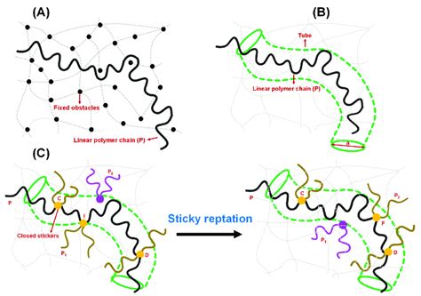 Different Models Of Polymer Entanglement A Conceptualization Of Download Scientific Diagram