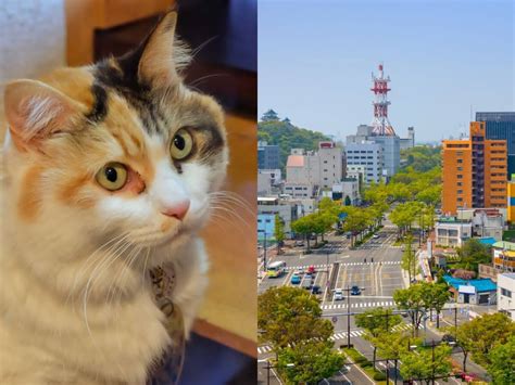 日本自由行｜到和歌山玩吧！走上世界遺產熊野古道、高野山，10個和歌山景點漫遊、美食體驗推薦！ Readygo