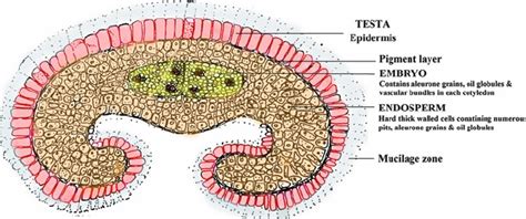 Transverse Section Of Seeds Of Psyllium Ovate Download Scientific Diagram
