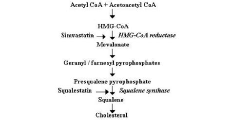 Cholesterol Synthesis Nadph