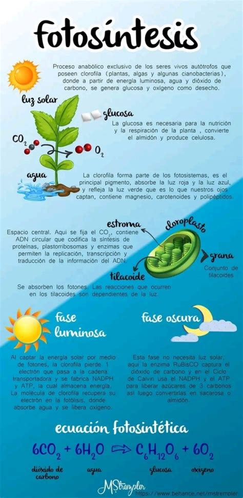 Fotosíntesis Infografía Pk 🌍 Mundo