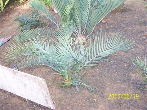 Macrozamia Macdonnellii Gregoriuz Flickr