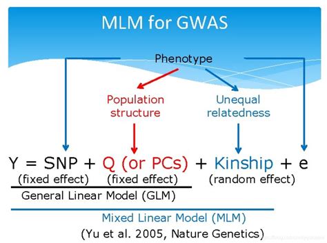 使用tassel学习gwas笔记（5 6）：混合线性模型进行gwas分析（mlm模型） mlm模型运行时间很长吗 csdn博客