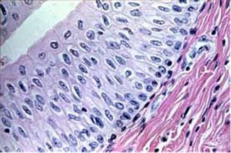 Lab 11 Tissue Types Flashcards Quizlet