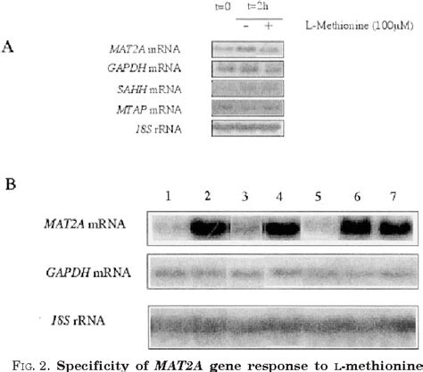 Figure 2 From L Methionine Availability Regulates Expression Of The