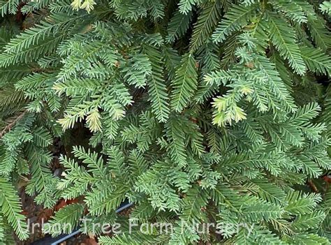 Sequoia Sempervirens Kelly S Prostrate Urban Tree Farm Nursery