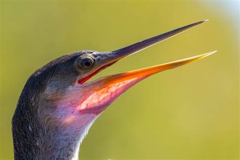 Premium Photo Anhinga